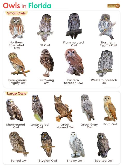List Of Owls In Florida Facts Average Size Pictures