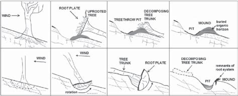 Two Sequences Of The Treethrow Pit And Mound Formation Showing Tree