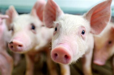 First Heart Transplant Into A Human From A Genetically Modified Pig Is