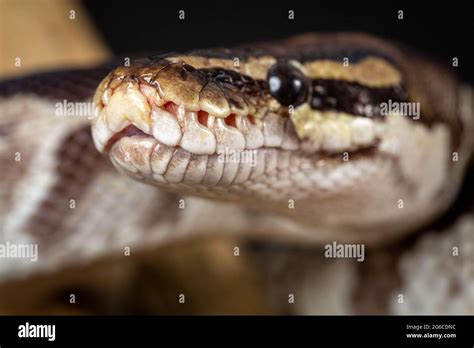 Royal Python Python Regius Studio Photography Stock Photo Alamy