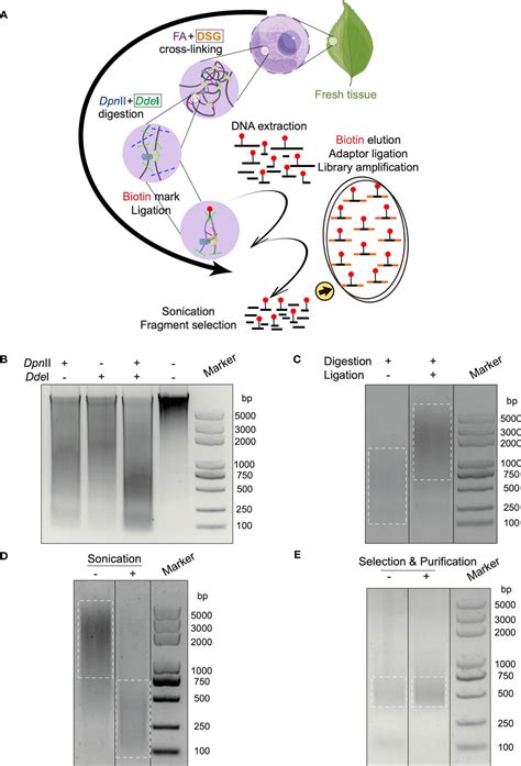 Frontiers An Upgraded Method Of High Throughput Chromosome Conformation Capture Hi C 30 In