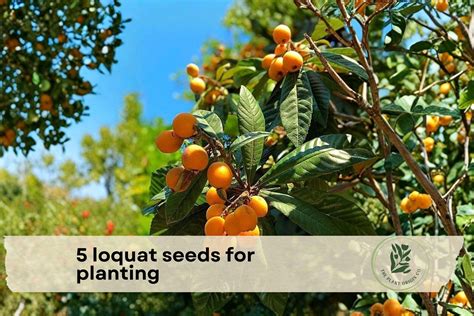 5 Loquat Seeds For Planting Etsy