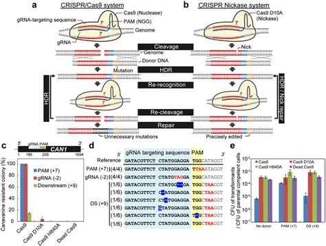Limitations Of The Crisprcas9 System Ab Schemes Of Genome Editing