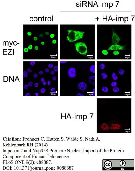 Anti C Myc Antibody Clone 9e10 Bio Rad