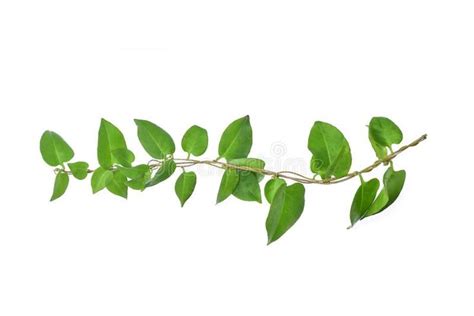 Twisted Vines Leaf With Heart Shaped Green Leaves Isolated On White Background Sponsored Ad
