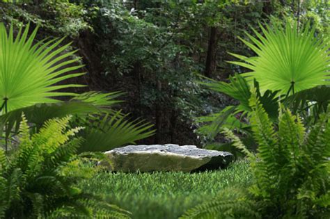 돌 탁상 연단 바닥 야외에서 열대 우림 자연 Backgroundnatural 제품 선물 받침대 바위 스탠드 디스플레이 건강한 삶 또는 에코 개념 0명에 대한 스톡 사진 및