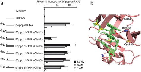 In Vivo Analysis Of 5′ Ppp Rna Strand 2′ Och3 Substituent Effects A Download Scientific