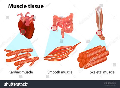 17 737 근육세포 이미지 스톡 사진 및 벡터 Shutterstock