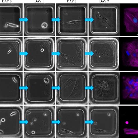 Microwell Device Fabrication And Architecture Schematics Of The Two Download Scientific