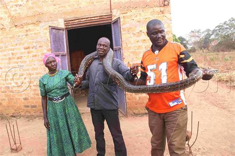 Wildlife Scout Captures Hands Over Th Python To Uwa