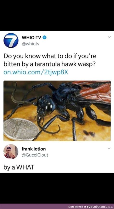 A Tarantula Hawk Wasp Scorpion Funsubstance