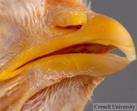 Чем обрезать клюв у курицы в домашних условиях фото