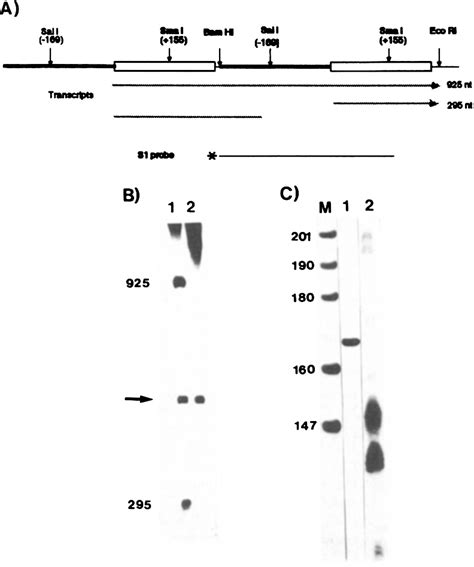 Figure 1 From A Transcription Terminator Located Upstream Of The Mouse Rdna Initiation Site