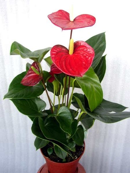 Ответы Как по научному называется комнатный цветок Парус любви