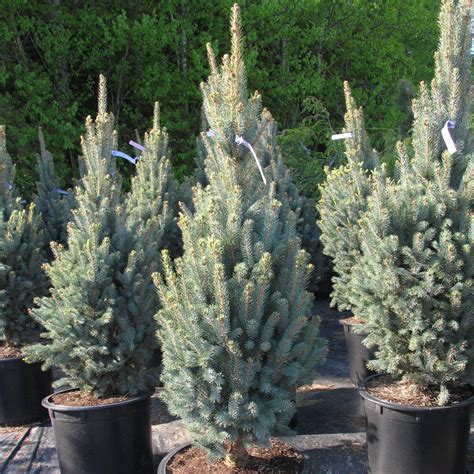 სანერგე სადარი • Nursery Sadari არიზონას კვიპაროსი Cupressus Arizonica Fastigiata 📍