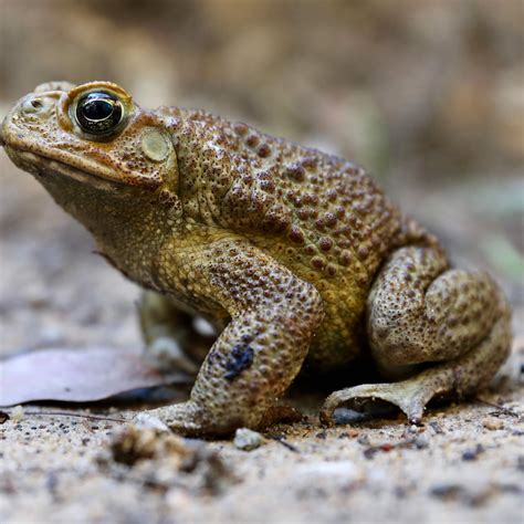 Cane Toad Wikipedia 45 Off