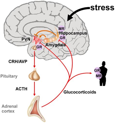 Anesthesia For Pituitary Surgery Openanesthesia