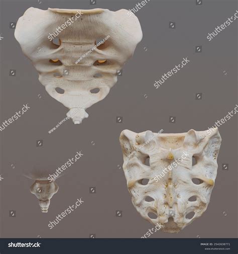 Anatomy Female Sacrum 3d Digital Illustration Stock Illustration 2542638771 Shutterstock