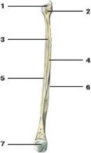 Fibia Diagram Quizlet