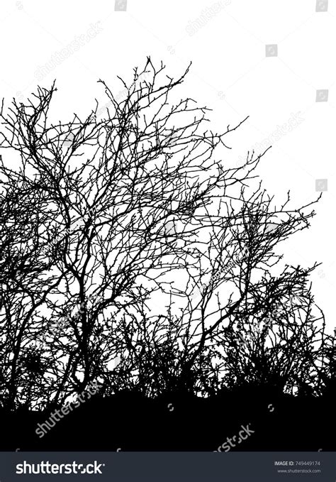 Realistic Tree Silhouette Vector Illustrationeps Stock Vector Royalty Free