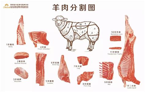 羊肉分割部位高清图 羊肉分割图 示意图 伤感说说吧