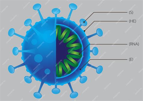 Premium Vector Cross Section Of Virus Concept Cross Sectional Model Of Virus