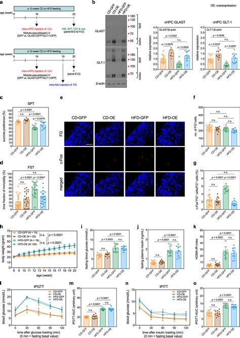Restoring The Vhpc Glast And Glt 1 Reverses Hfd Induced Hyperactivation