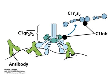 SOLUTION Complement System Studypool