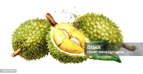 맛있는 황금 빛 노란색 부드러운 살과 녹색 잎 두리안 과일 흰색 배경에 격리 된 수채화 손 그린 수평 그림 드로잉에 대한 스톡 벡터 아트 및 기타 이미지 Istock