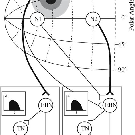 Spatio Temporal Transformation From The Superior Colliculus Motor Download Scientific Diagram