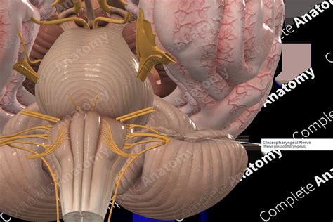 Glossopharyngeal Nerve Complete Anatomy