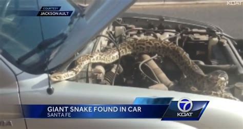 Psa 7 Foot Pythons May Cause Engine Trouble Video