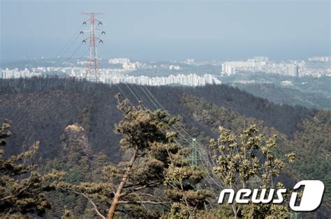 산불로 검게 탄 야산 너머 강릉 도심 뉴스1