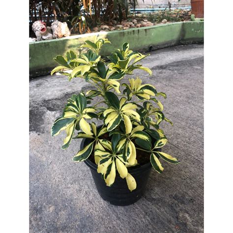 ต้นหนวดปลาหมึกแคระด่าง และหนวดปลาหมึกเขียว Shopee Thailand