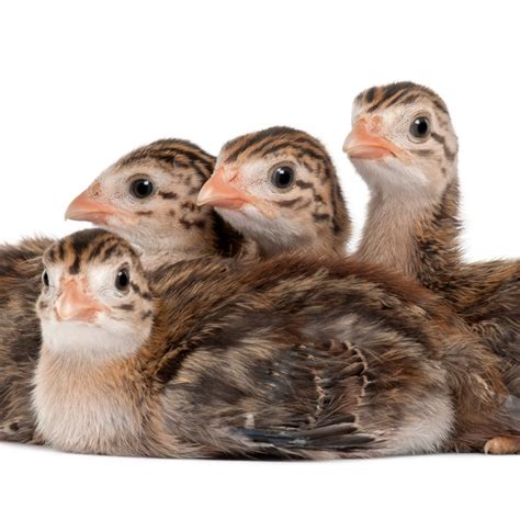 Types Of Guinea Keets