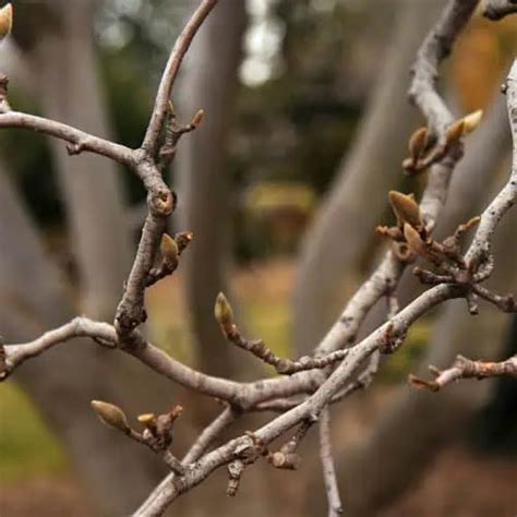 When To Prune Magnolia Trees Optimal Times Pond Informer