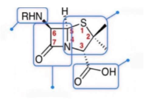 Activity 8 Penicillins Structure Activity Relationship Diagram Quizlet