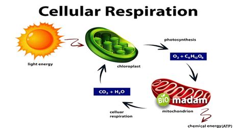Difference Between Fermentation And Cellular Respiration Biomadam