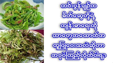 ကင်းပွန်ချဥ်က မိတ်ဆွေတို့ရဲ့ ကျန်းမာရေးကို ဘာတွေအထောက်အကူပြုပေးသလဲဆိုတာ