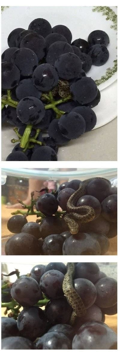 포도 송이 속에 숨어 있던 뱀 발견 네이버 포스트