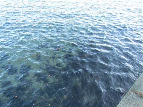 Langmuir Circulation Archives Adventures In Oceanography And Teaching