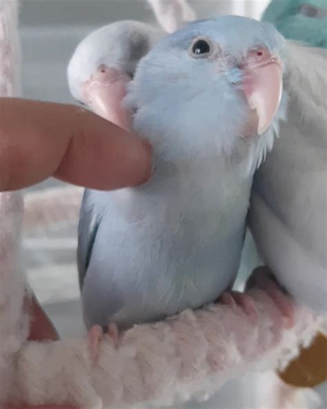 📣สุดคุ้ม ต้องรีบจองทันที‼️ เพราะ นกเชื่องไม่ต้องป้อน ไปฝึกต่อได้เลย 🍭แถมยัง 🚙ฟรี 🎉พร้อมอาหาร