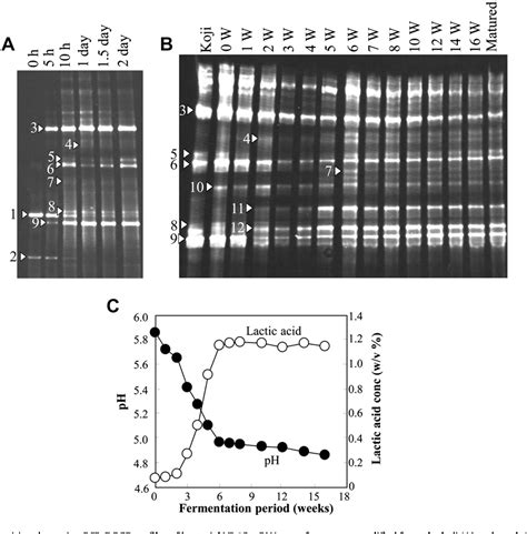 Staphylococcus Gallinarum Semantic Scholar