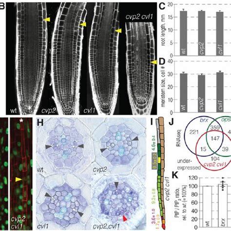 Cotyledon Vascular Patterns Vascular Cotyledon Phenotypes Composite