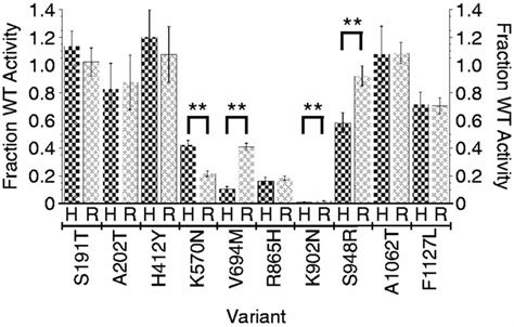 Comparison Of Relative Activities Of Telomerases Expressed In Hek Cells Download Scientific