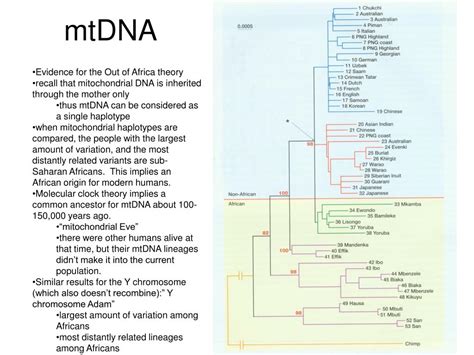 Ppt Human Evolution Powerpoint Presentation Free Download Id613410