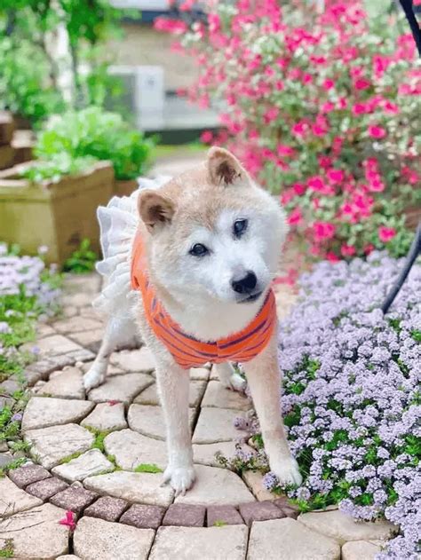 表情包鼻祖kabosu去世，这次真的该说晚安doge了佐藤网友柴犬