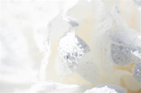 흰색 색상의 꽃은 복사 공간이있는 레이아웃으로 매크로 사진 꽃잎을 닫습니다 물 방울 꽃 식물에 대한 스톡 사진 및 기타 이미지 꽃 식물 물 방울 Istock