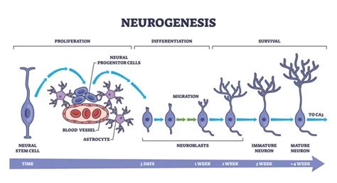Neurotransmitter Process Synapse Vesicle Receptors Outline Diagram Labeled Educational Scheme