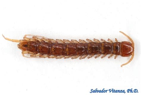 Class Chilopoda Lithobiomorpha Stone Centipedes B Urban Programs